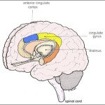 Brain Scan Diagnosis? - MoodSurfing